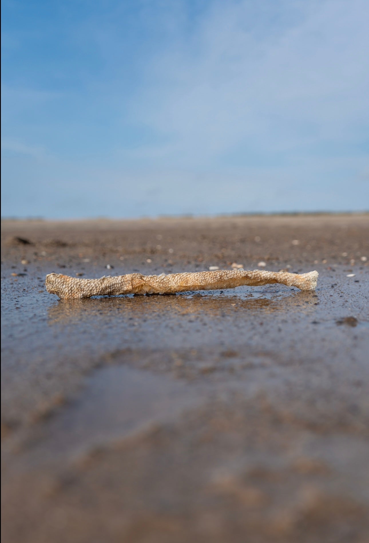 Redfish Skin | Bodhi & The Birchtree