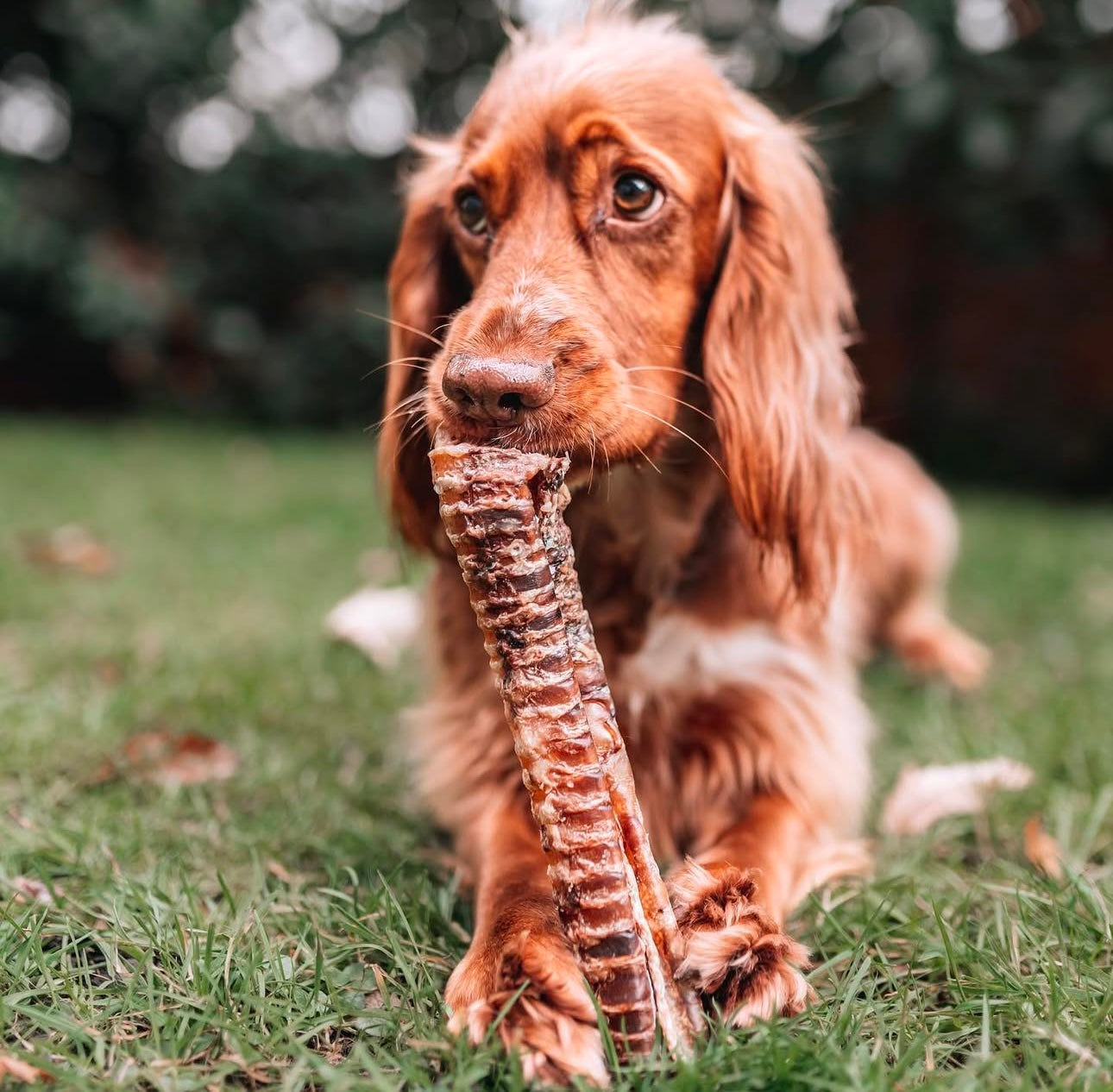 Buffalo Trachea – Bodhi & The Birchtree