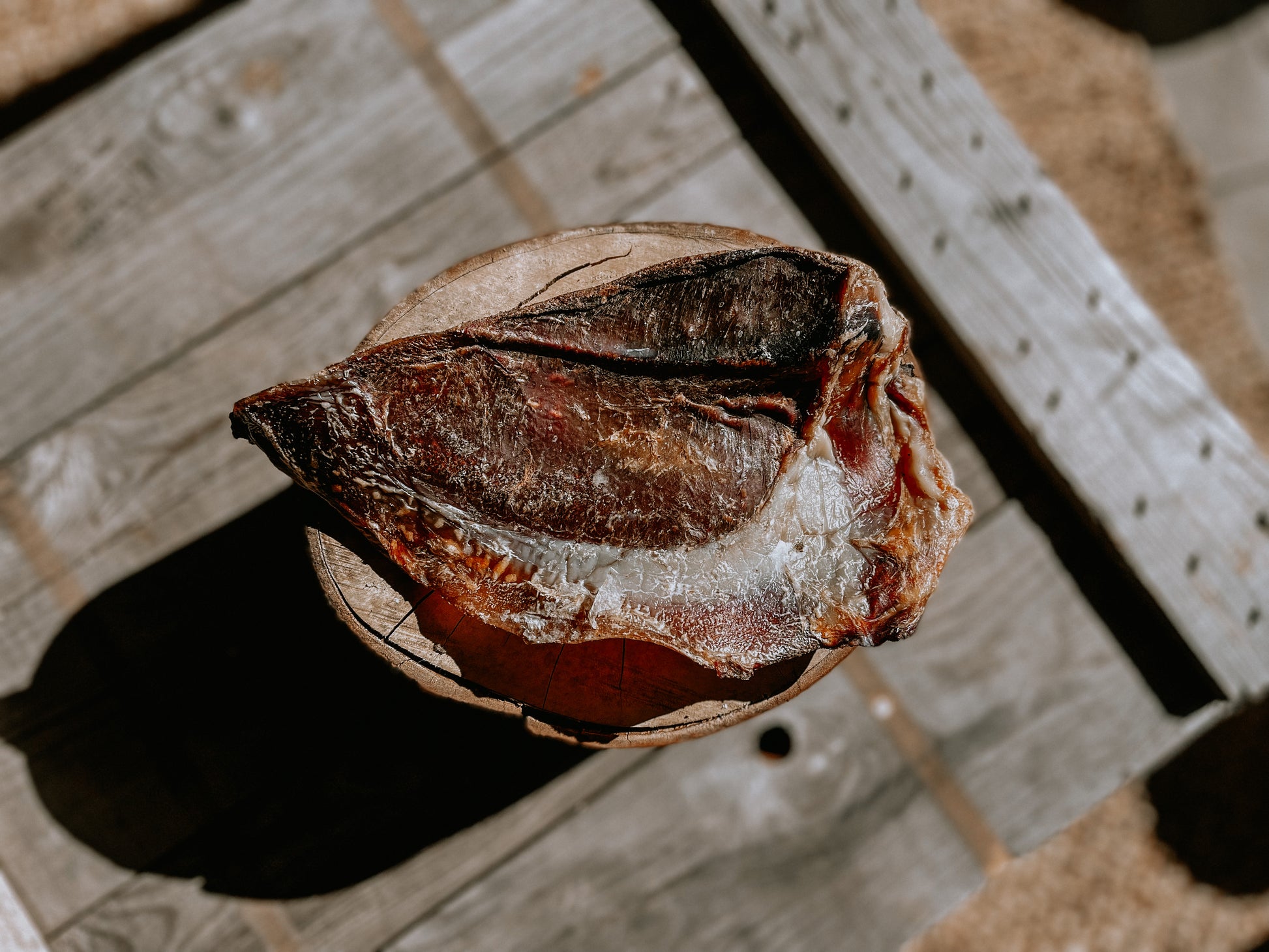 Moon Bone | Bodhi & The Birchtree