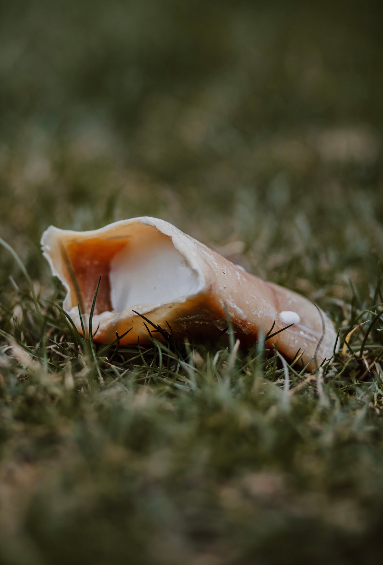 Sheep Fat Filled Calf Hooves – Bodhi & The Birchtree