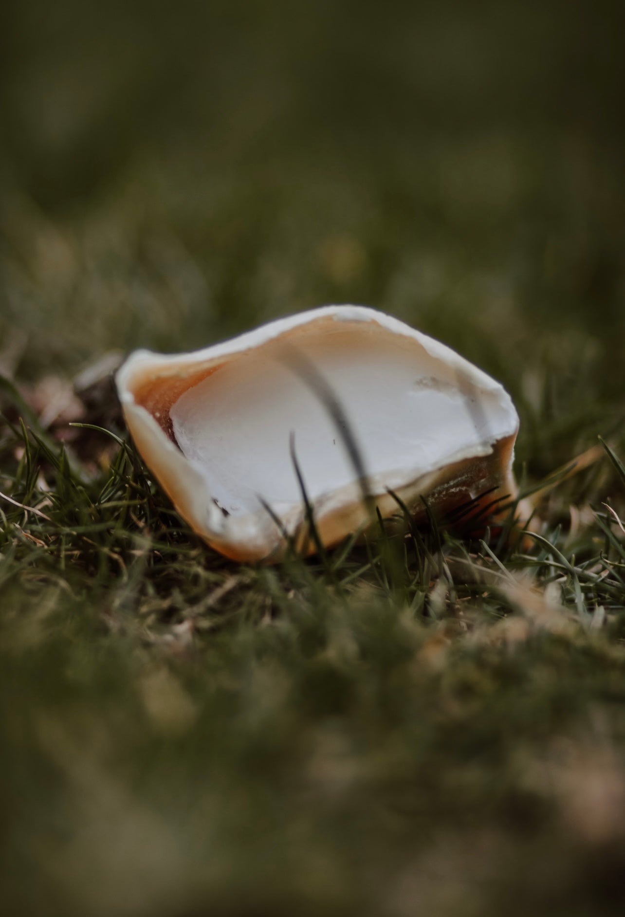 Sheep Fat Filled Calf Hooves | Bodhi & The Birchtree