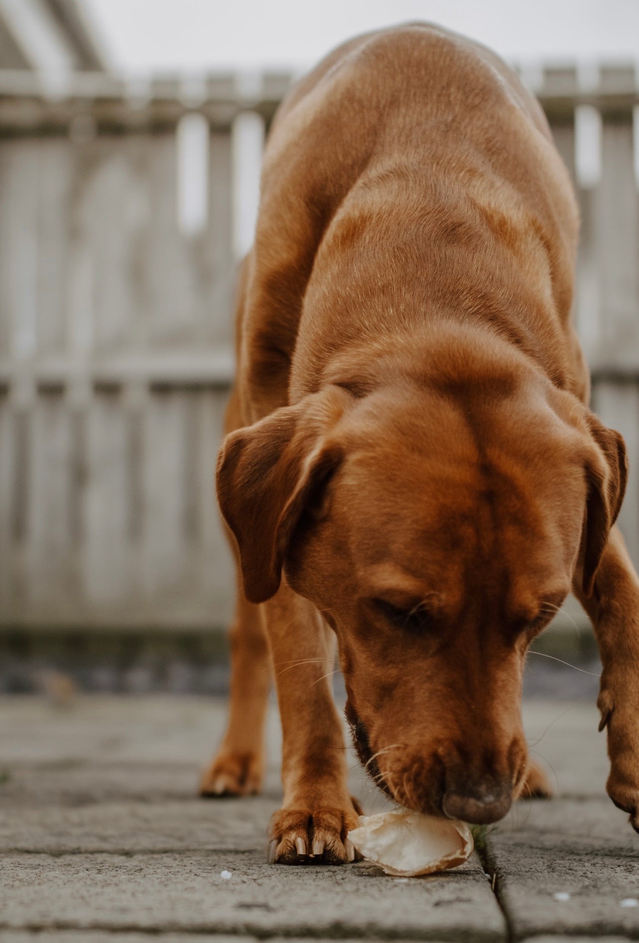 Sheep Fat Filled Calf Hooves | Bodhi & The Birchtree