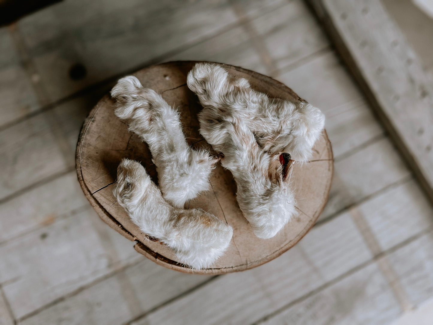 Rabbits Feet | Bodhi & The Birchtree